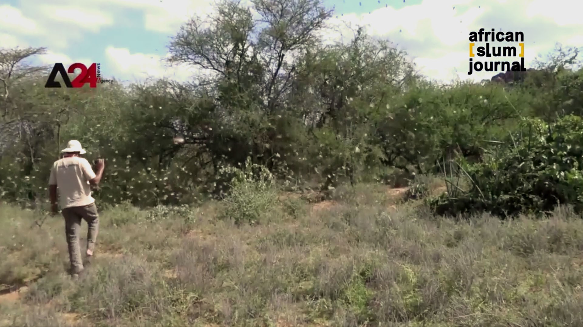 Locust Invasion in Kenya - African Slum Journal